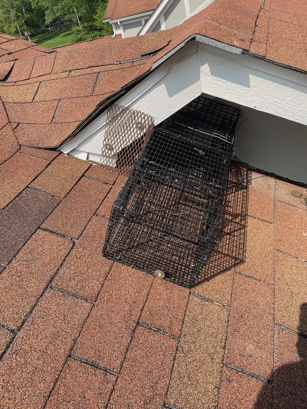 Professional Trapping for Wildlife Intrusion | Rusty’s Animal Control